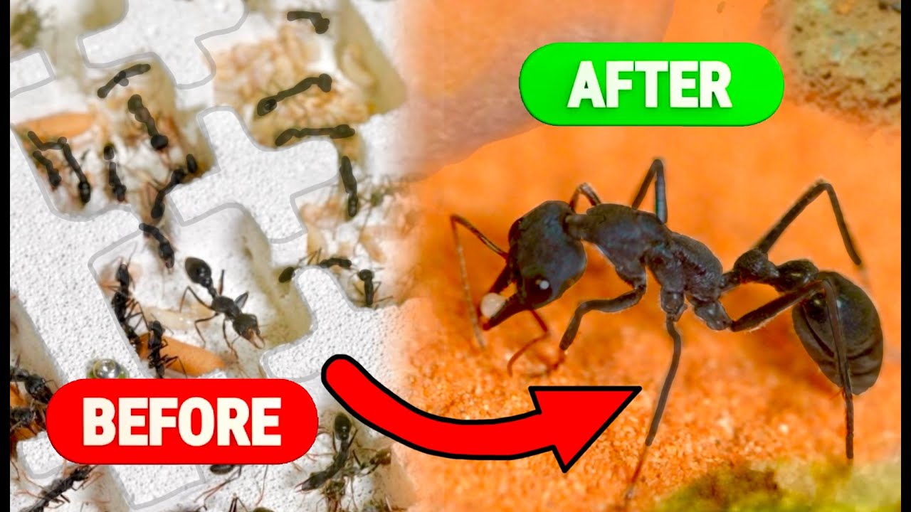 I Transformed my Bull Ant Colony (Before and After) - YouTube