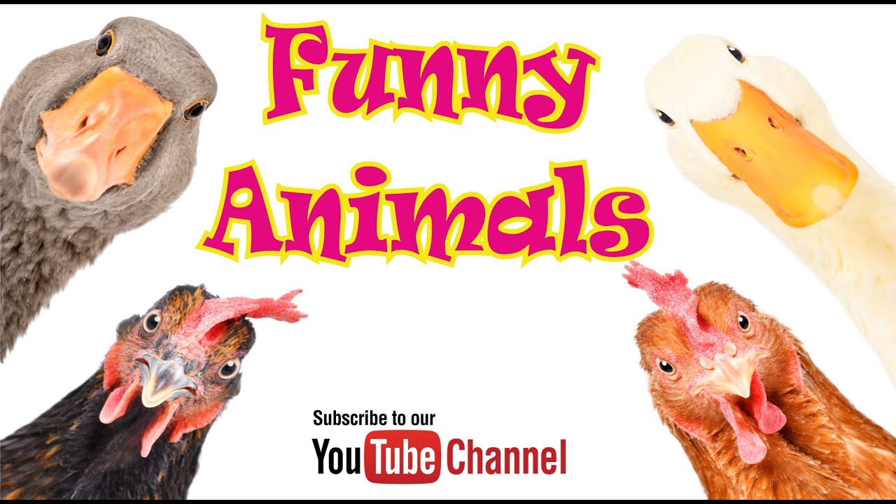 Funniest Animals 😻 - Funny Animal Fails Compilation - YouTube