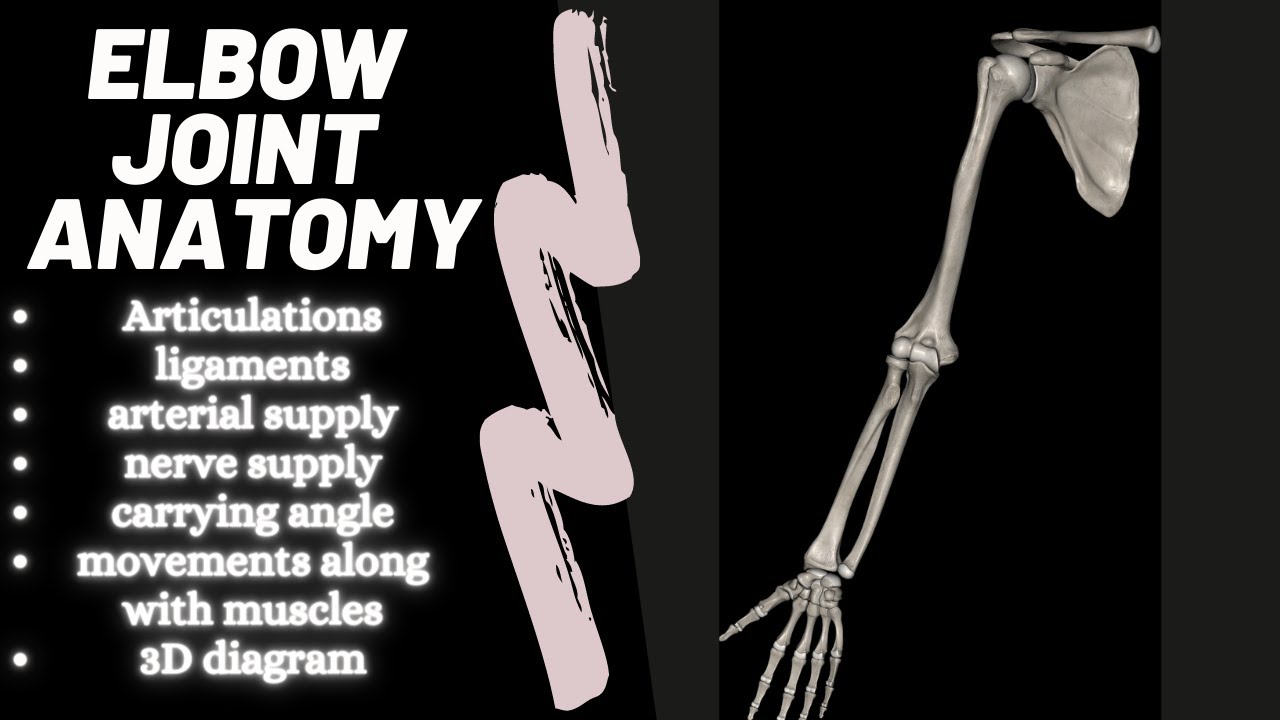 Anatomy of Elbow joint | 3D diagram | Animation - YouTube