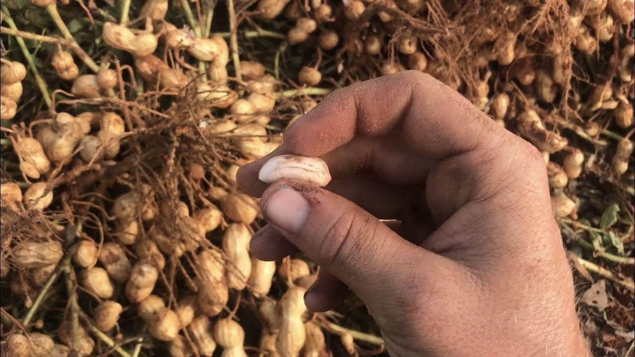 Digging Peanuts before the rain! - YouTube