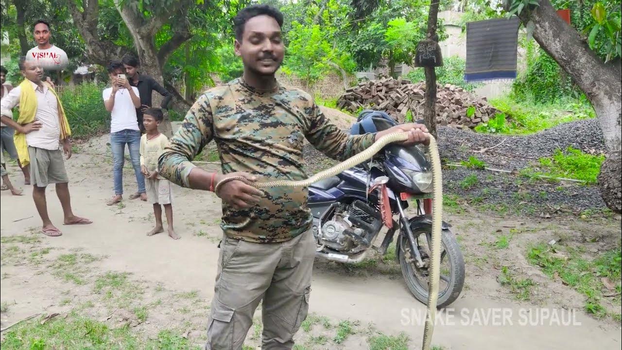dhaman snake speed।indian rat snake।dhaman snake।dhaman snake bite ...