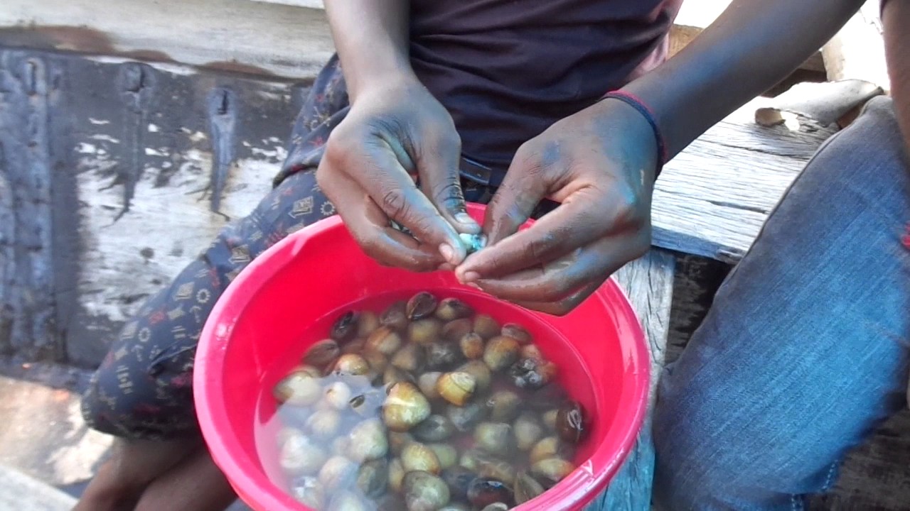 Pearl extraction in chilika lake - YouTube