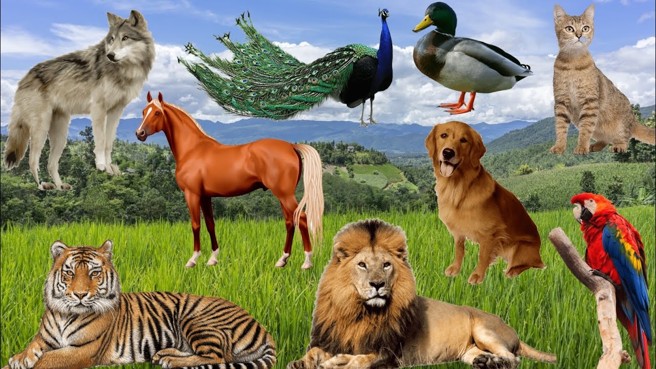 A fun trip to the zoo to see live and real animals 🐔🐦🐤🐓🦃🦁🐒🐃🐂🐄🦃🐕🐈🐇🐿 ...