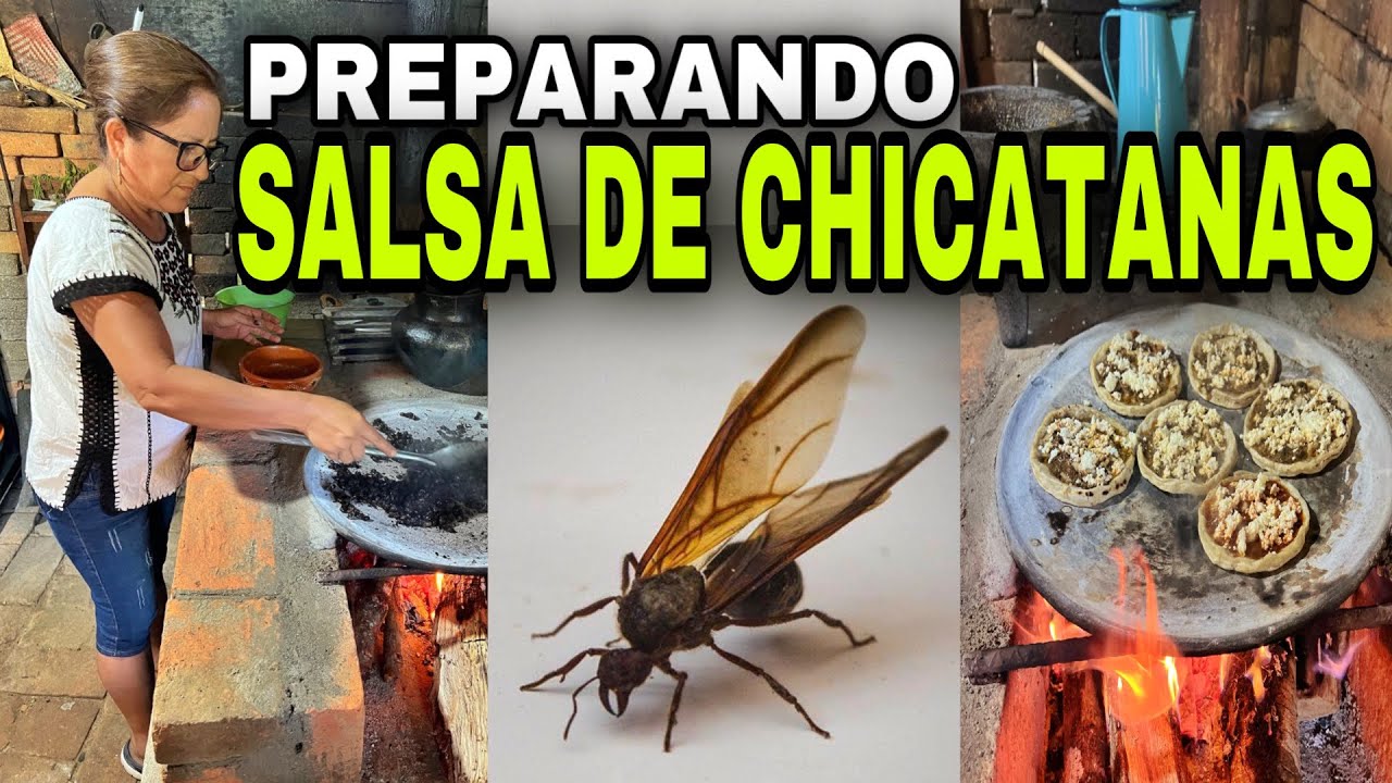 Así se prepara la SALSA DE CHICATANAS o de Hormigas Voladoras en Oaxaca ...