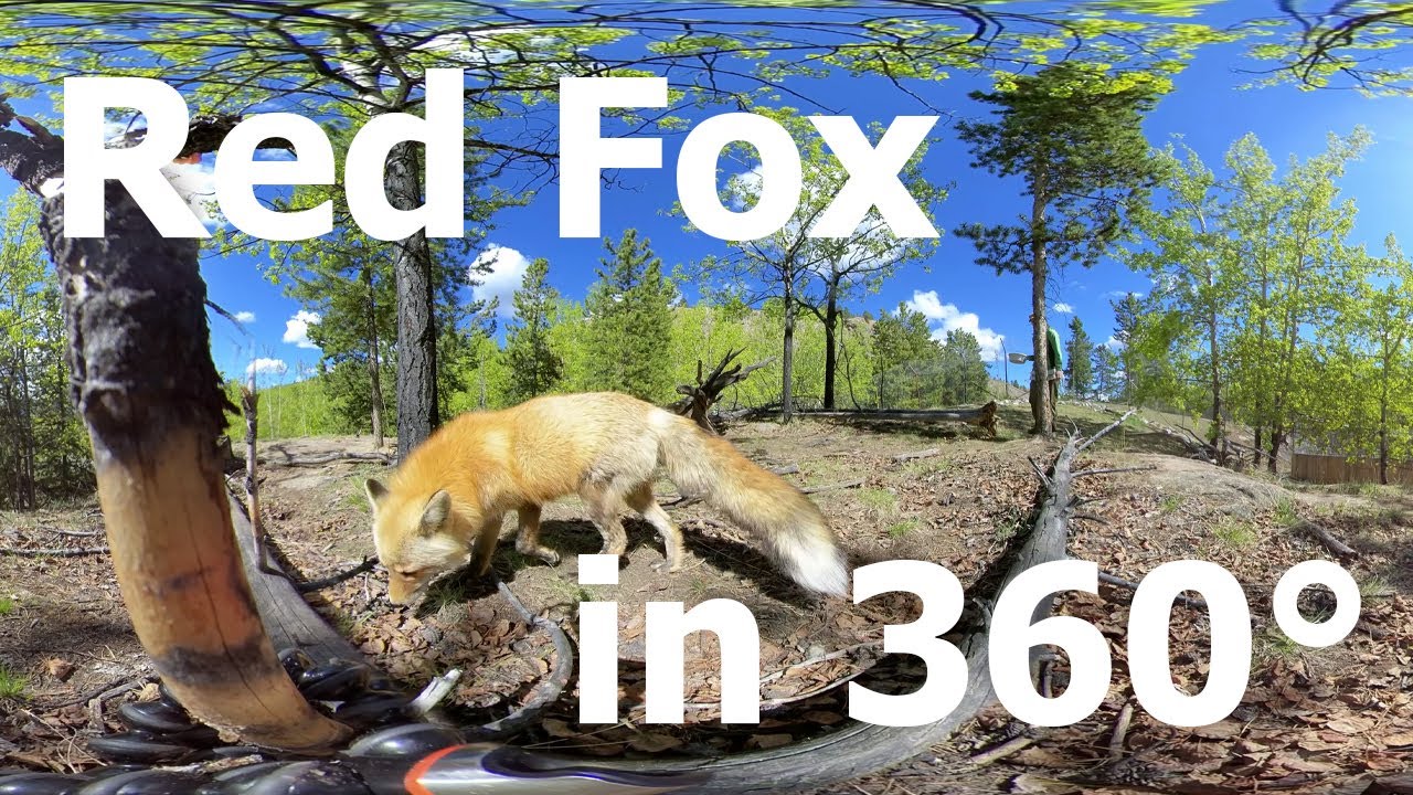 Red Fox in 360 - YouTube
