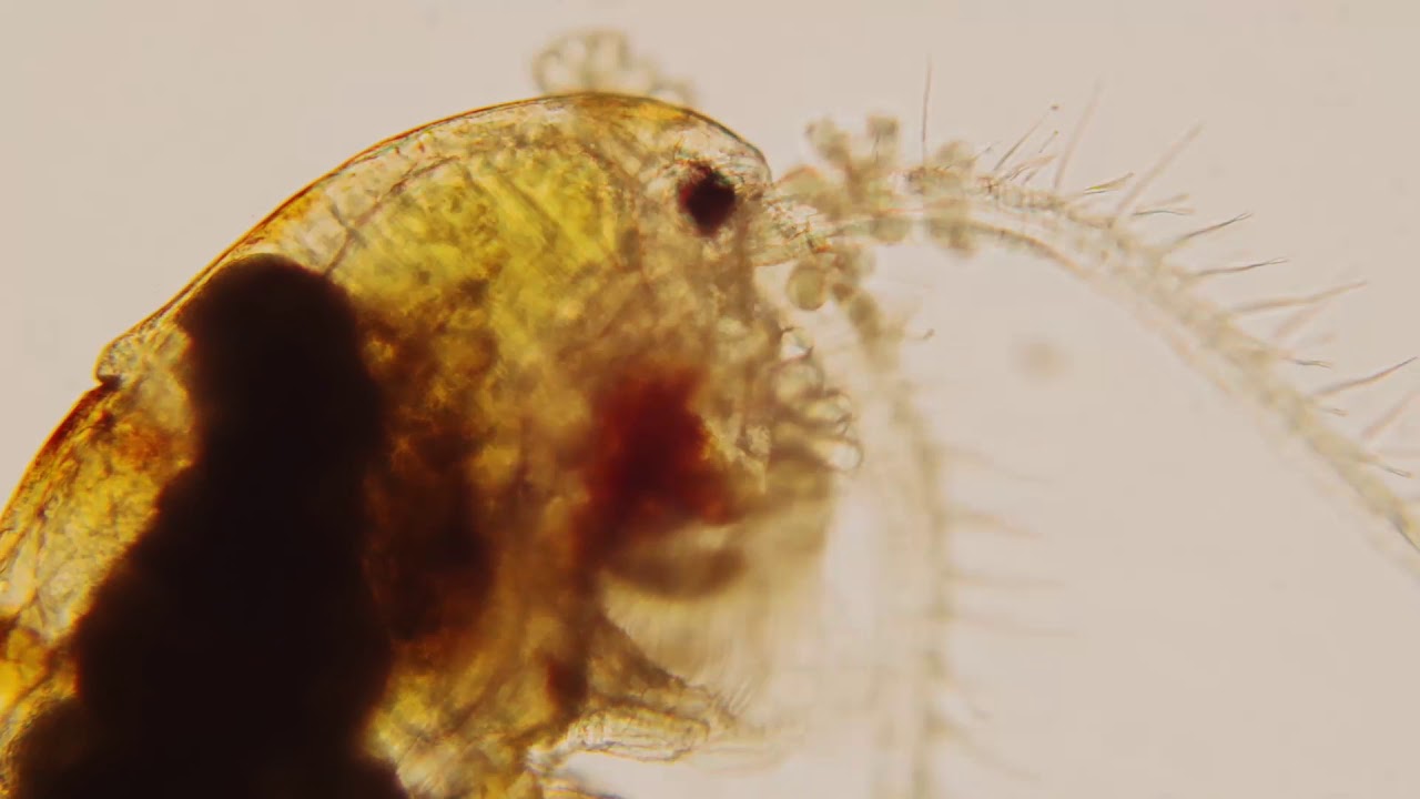 Freshwater Cyclopoid copepod with ciliate growth - YouTube