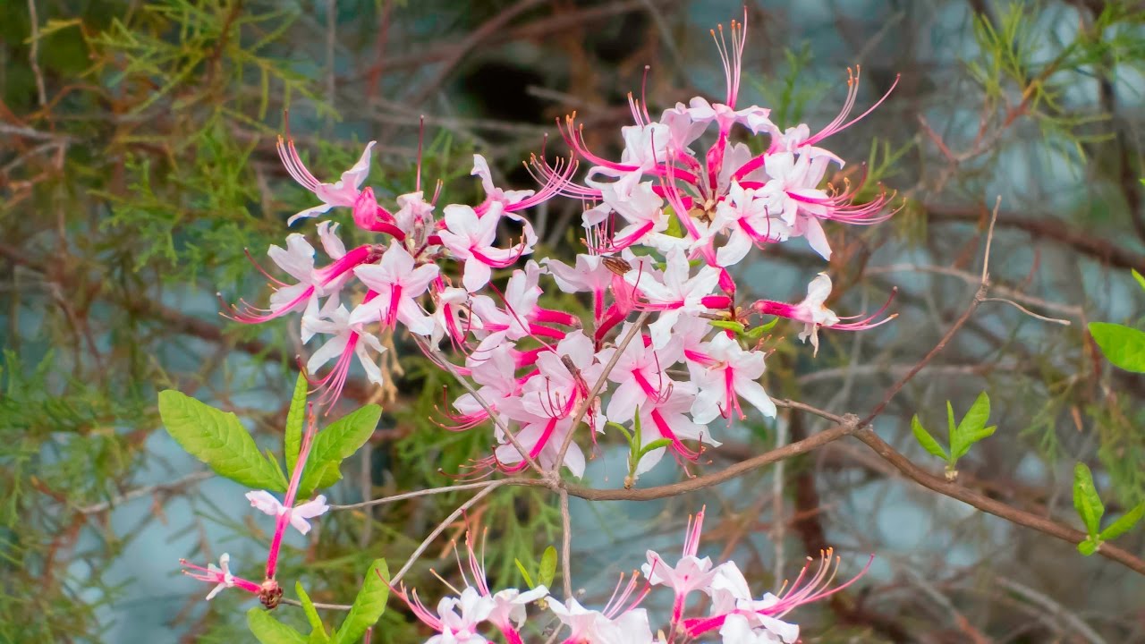 Pinkster Flower (Rhododendron periclymenoides) - Down By The Stream ...