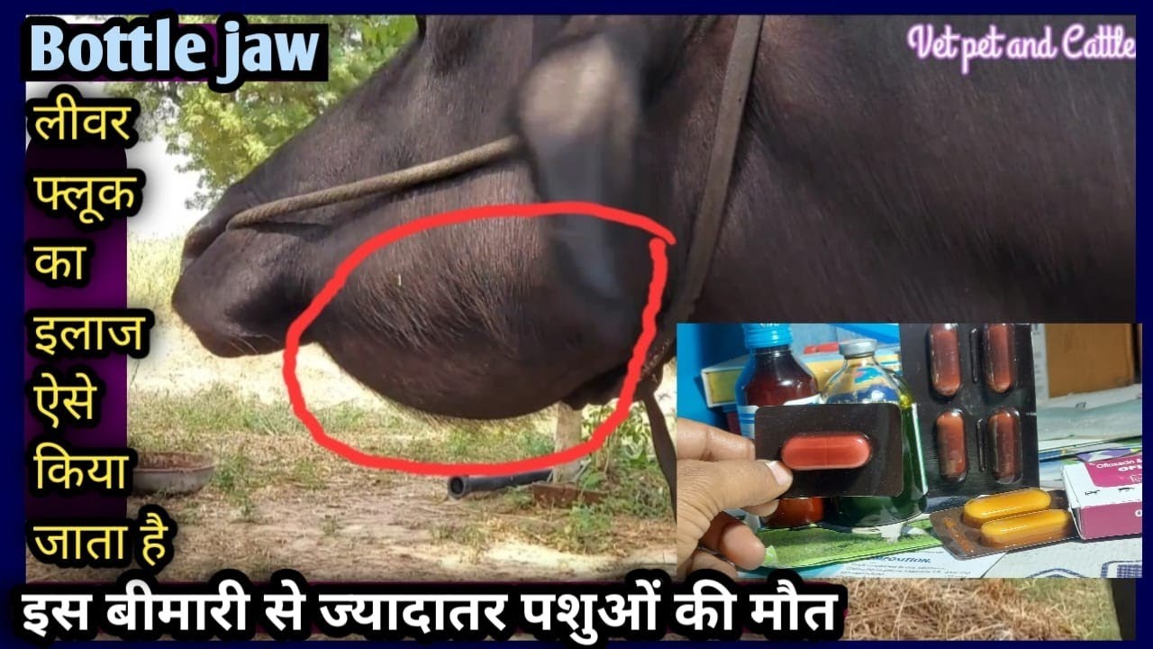 Bottle jaw/Liver Fluke Treatment in Cattle/Buffalo||लिवर फ्लूक का पक्का ...