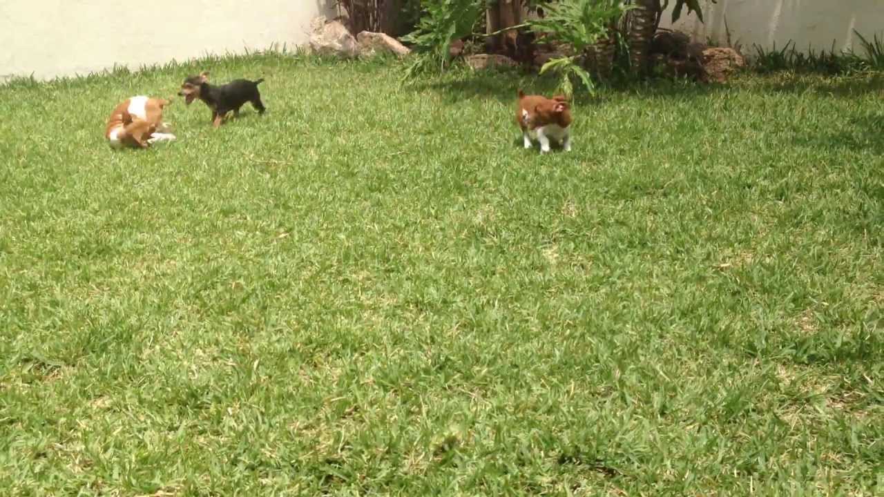 Fox Terrier "Ratonero" Rat Terrier. Hermosisimos Cachorros - YouTube
