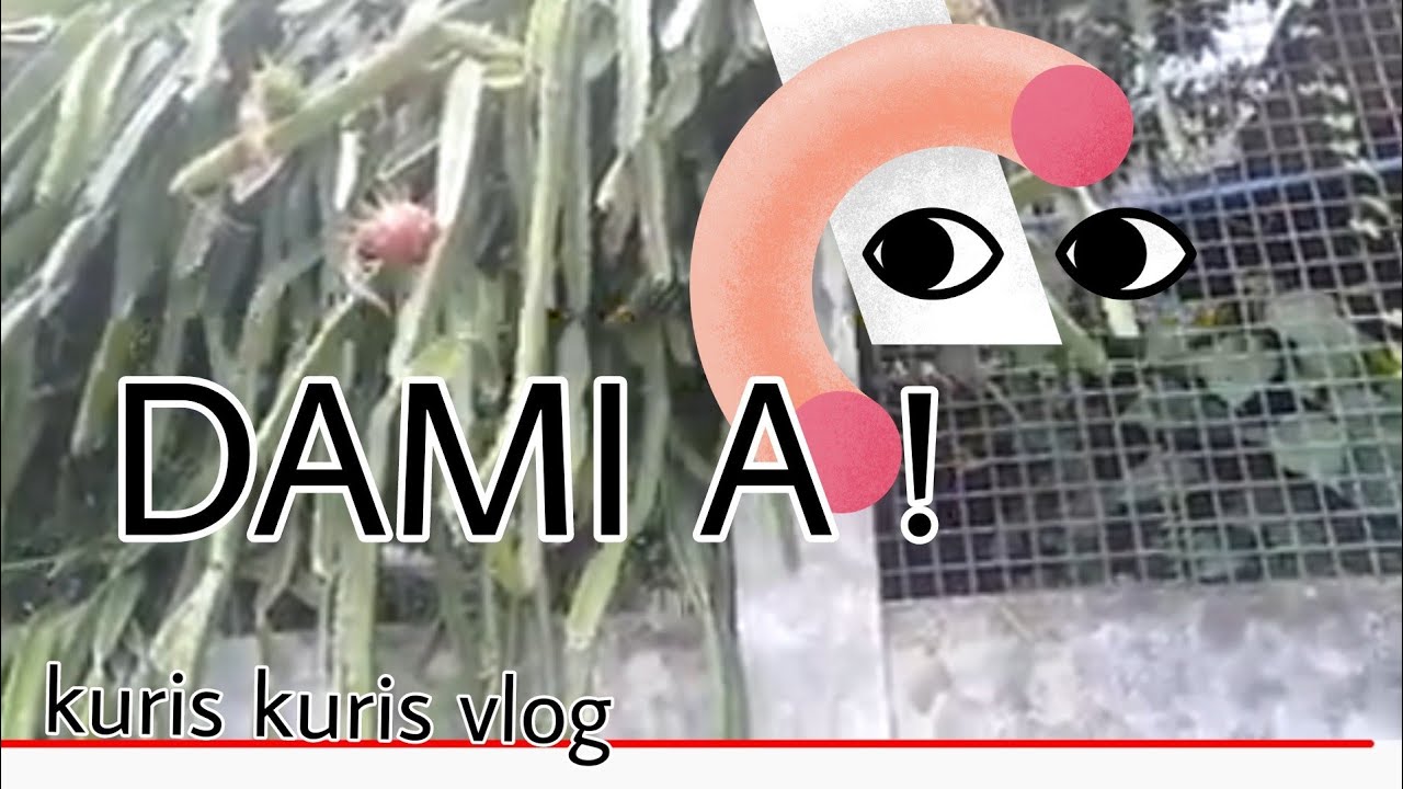ABA DAMING BUNGA A..........#short video - YouTube