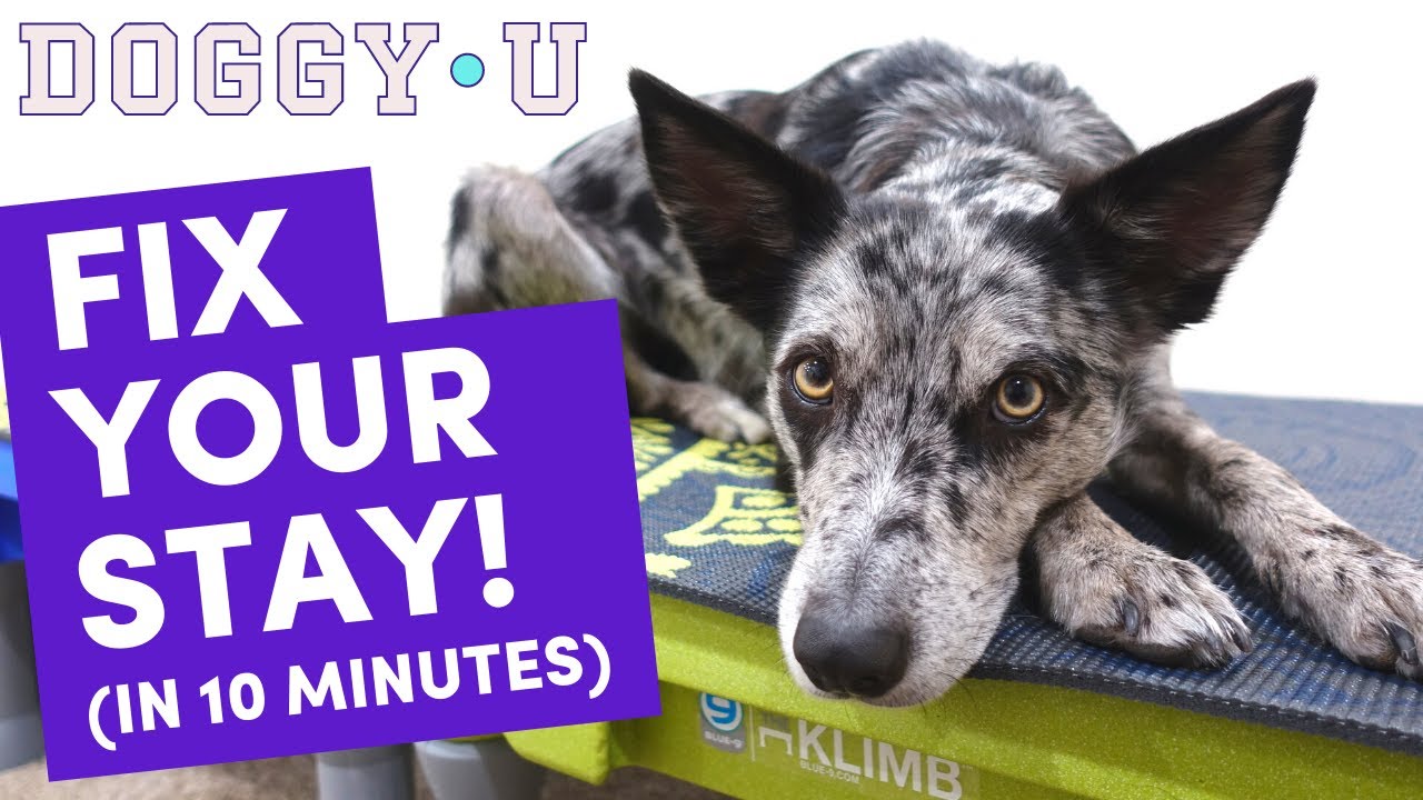 3 SECRETS to a BETTER DOWN STAY: START your PUPPY on their first STAY ...