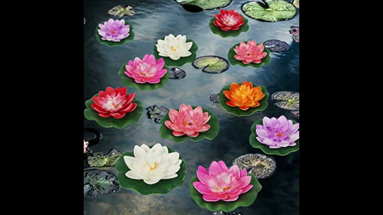 Flores Que Flotan En El Agua Flor De Loto: Todo Sobre Los Cuidados De