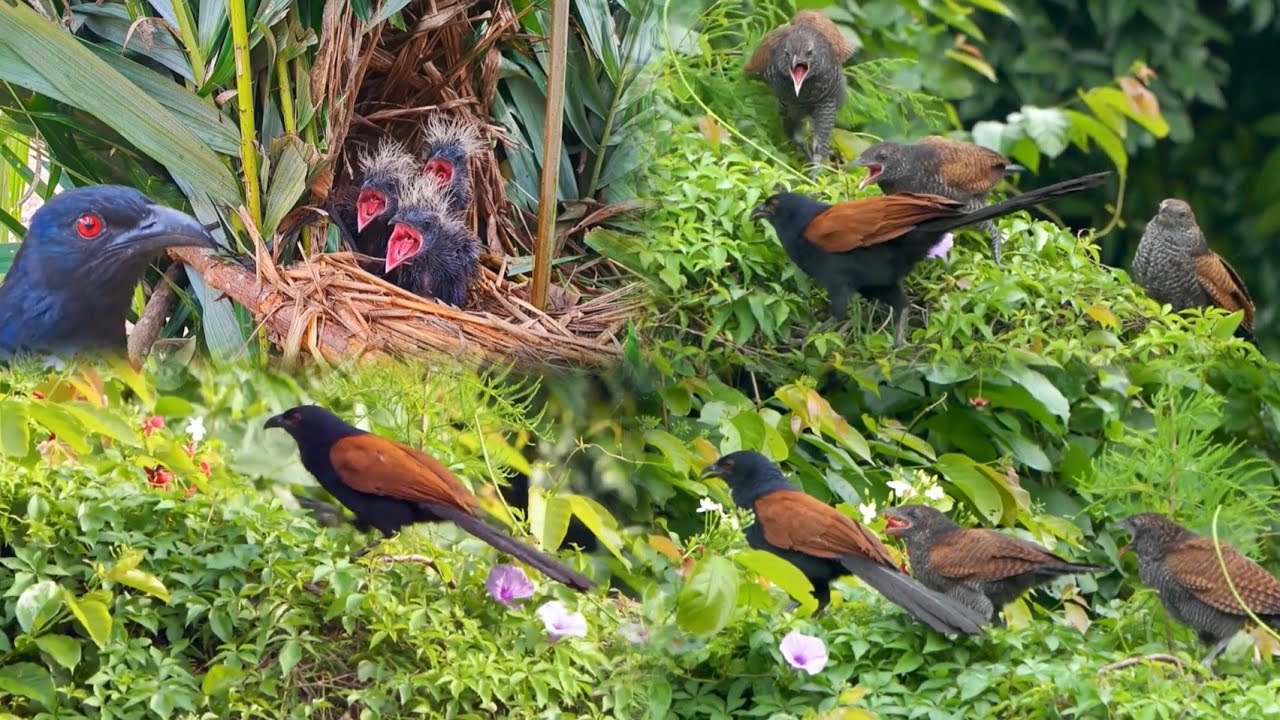 Greater Coucal Sound & Coucal Calling Sounds Coucal vs Snake Centropus ...