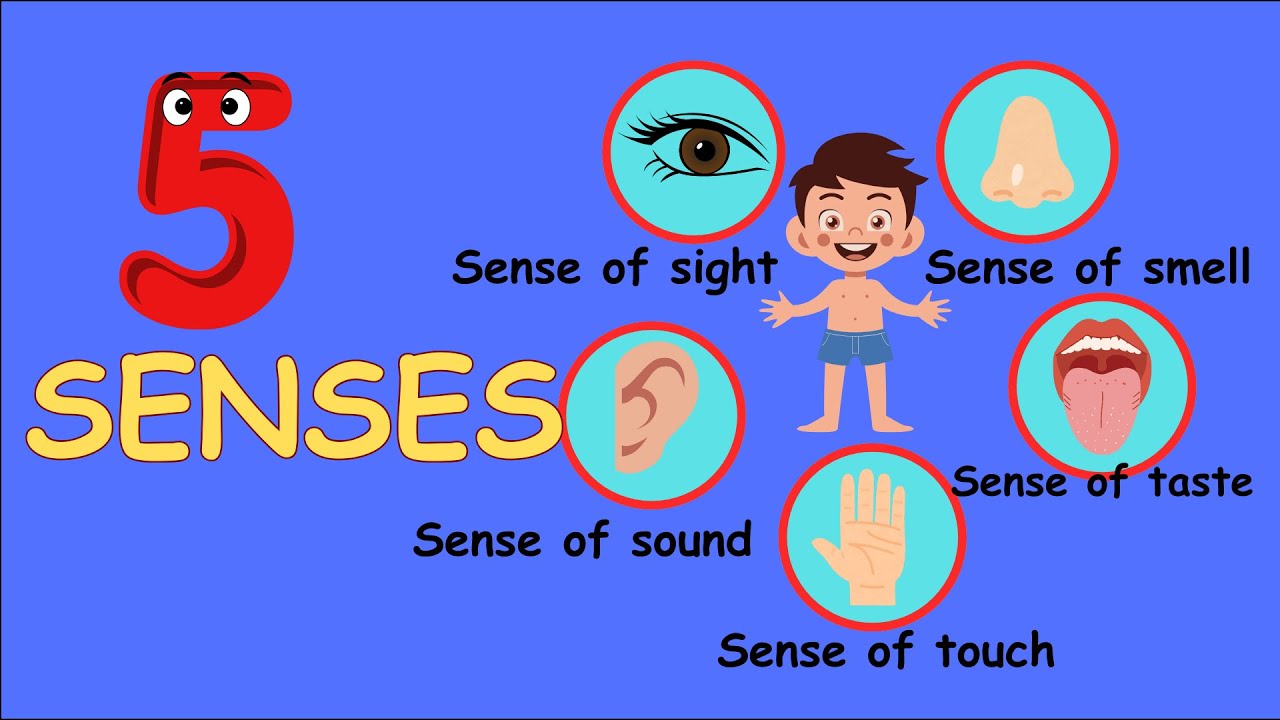 Sense organs for kids || 5 senses || Our senses || Sense organs name ...