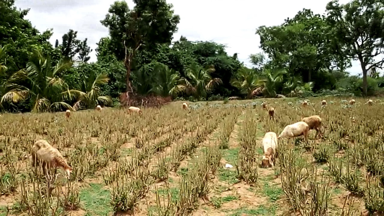 Kuri Halige nore jasti kurabana manassige priti jasti - YouTube