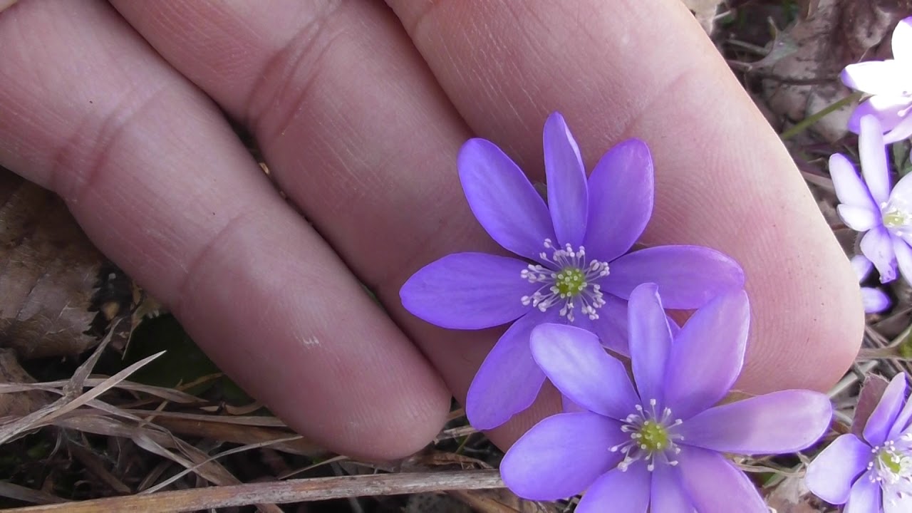 Hepatica nobilis, Common Hepatica, Liverleaf, Liver Leaf, Liverwort ...