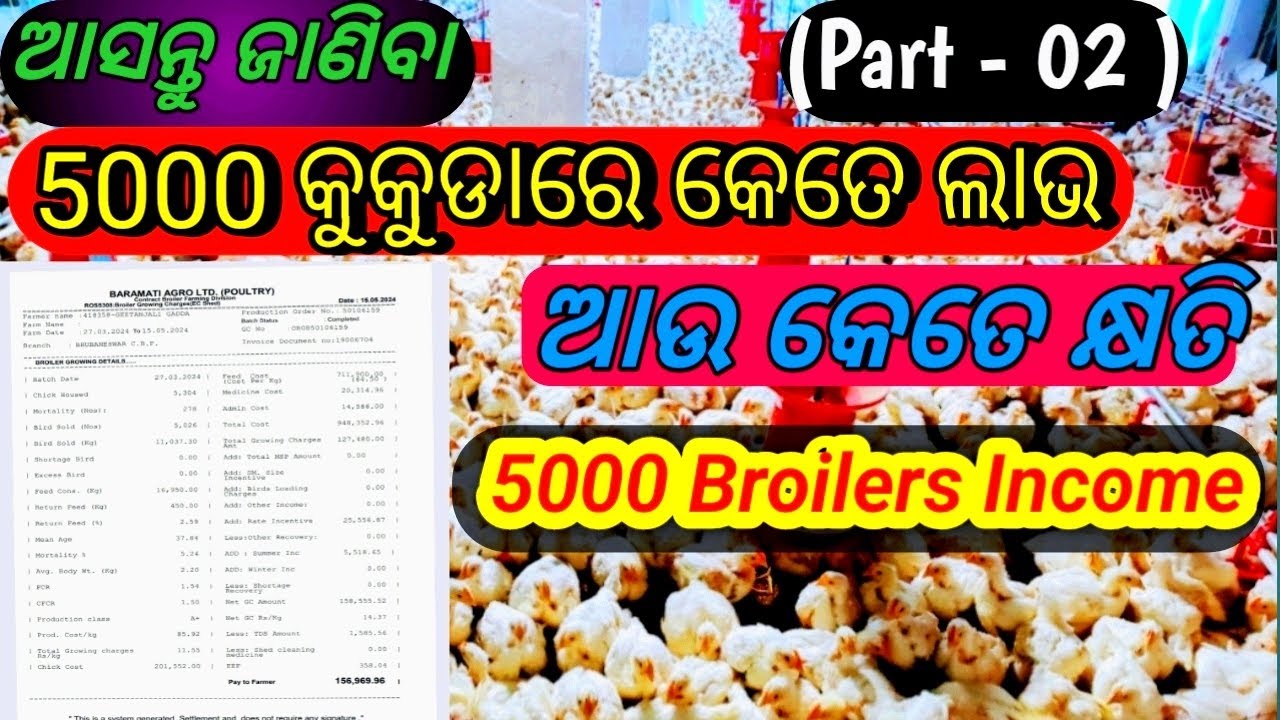 5000 Broilers Income Part - 2 // Poultry farm // Ec Poultryfarm / Ec ...