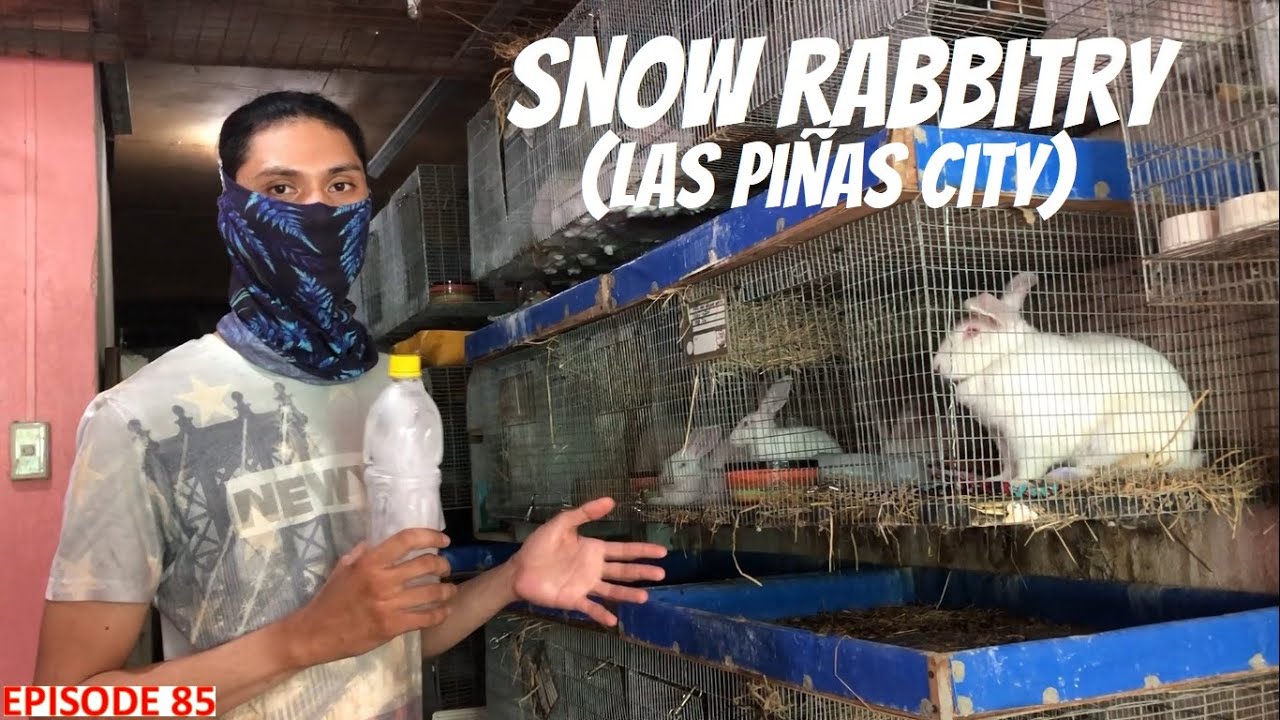 RABBIT FARMING - SNOW RABBITRY (TAGALOG) - YouTube