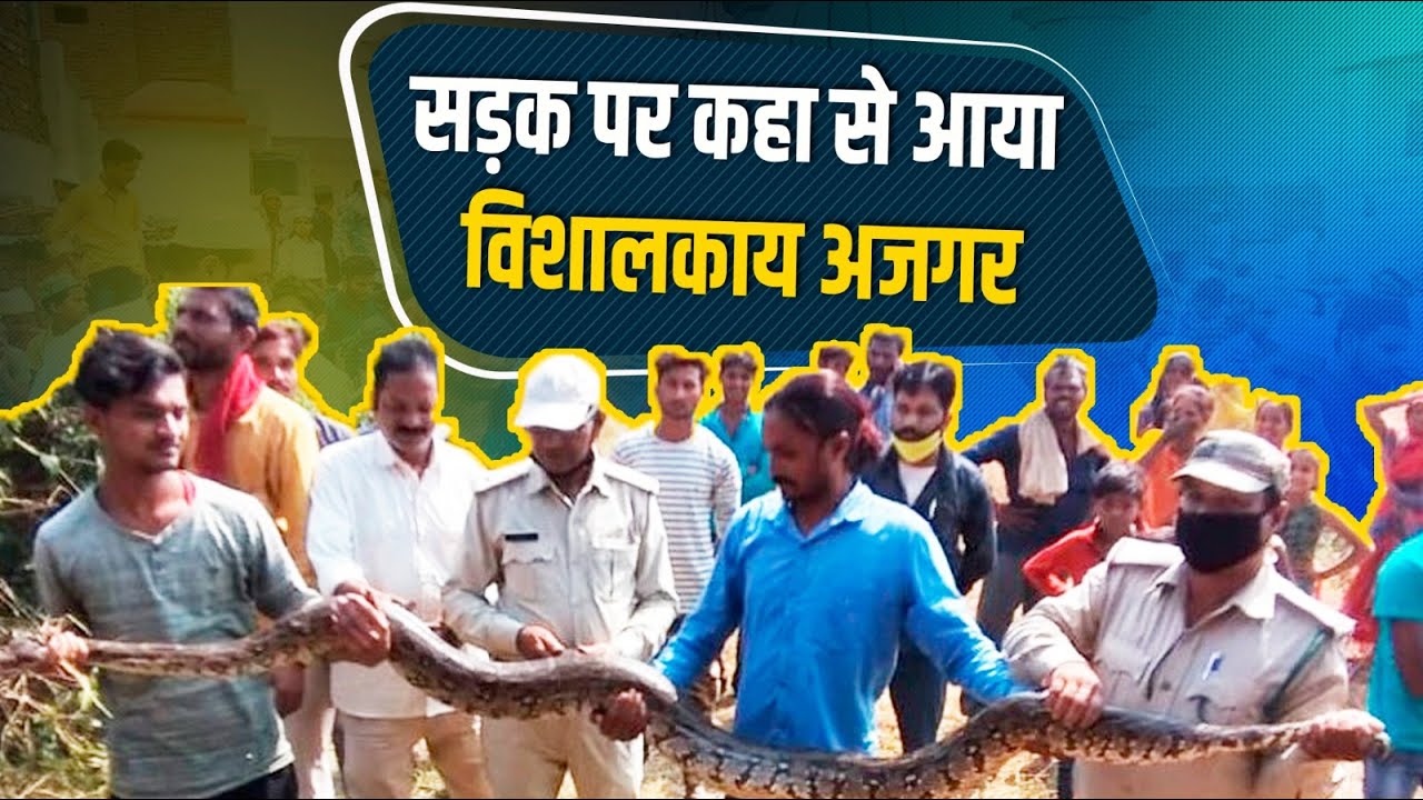 बिहार में विशालकाय अजगर को देखने जुटी लोगो की भीड़ | Python In Siwan Village | Azgar Viral Video ...