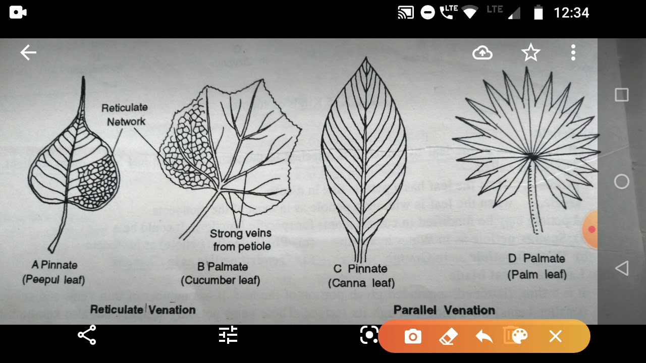 Parallel reticulate Venation Pinnate Palmate YouTube Parallel reticulate Venation Pinnate Palmate YouTube