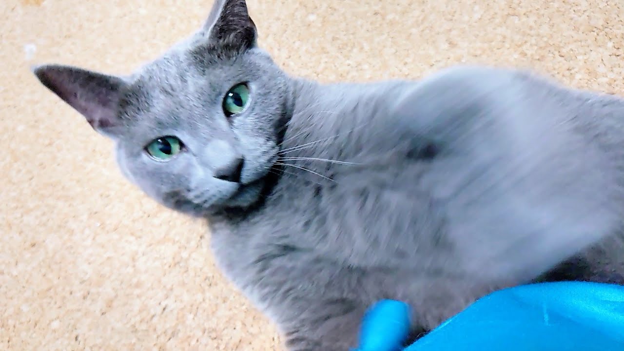 【猫動画】添い寝しに甘えるけど油断禁物なロシアンブルー【russianbule】A spoiled but angry Russian ...