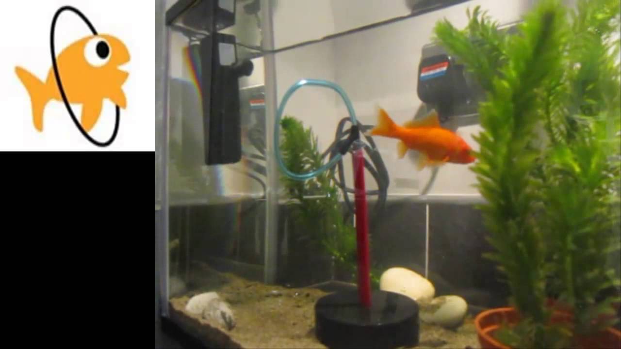 Goldfish Training Day 1 - YouTube