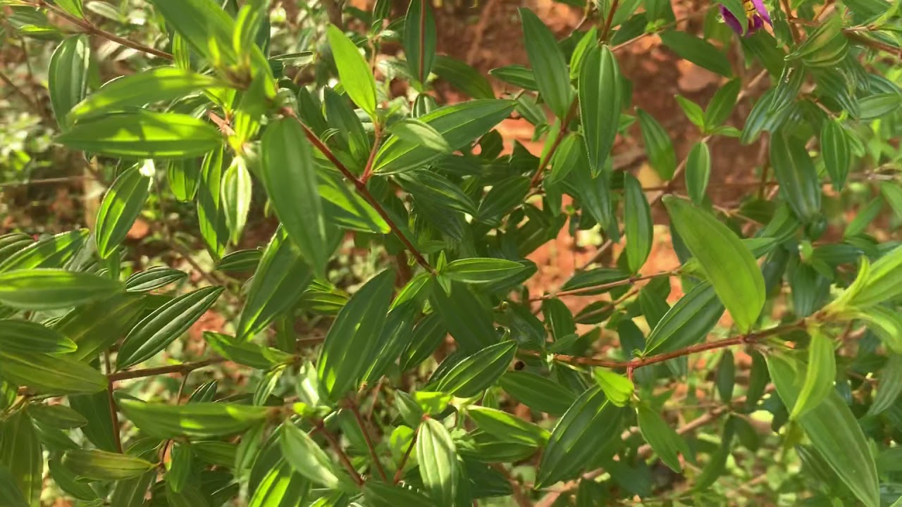 හීන් බෝවිටියා (Heen Boovitiyaa) - Osbeckia Octandra - YouTube