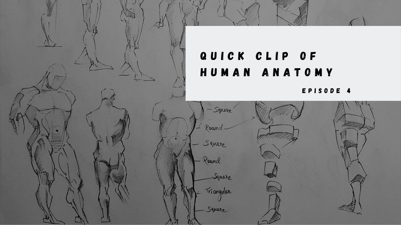Quick Sketch of HUMAN ANATOMY Sequence 4 - YouTube