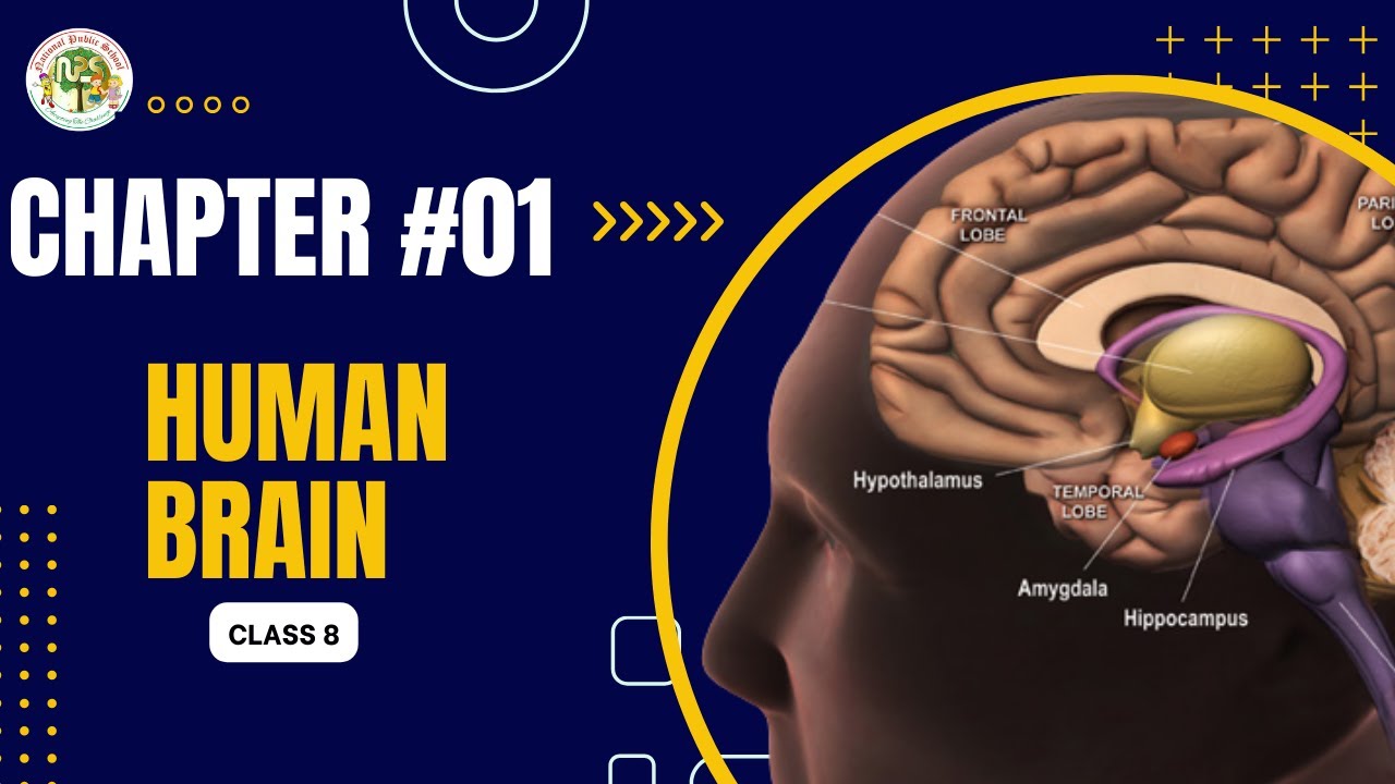 Human Brain Chapter#01 Class 8 - YouTube