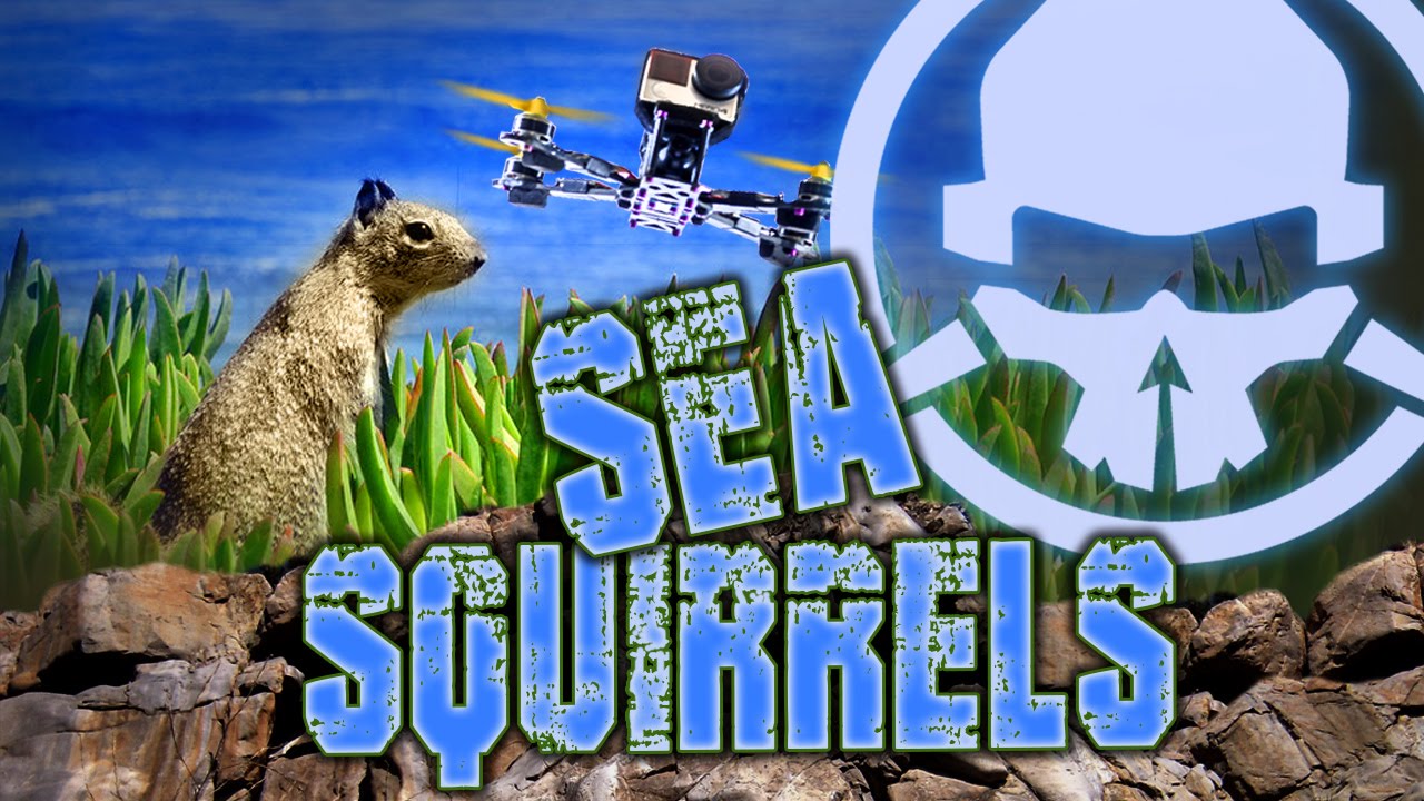 Sea Squirrels - YouTube
