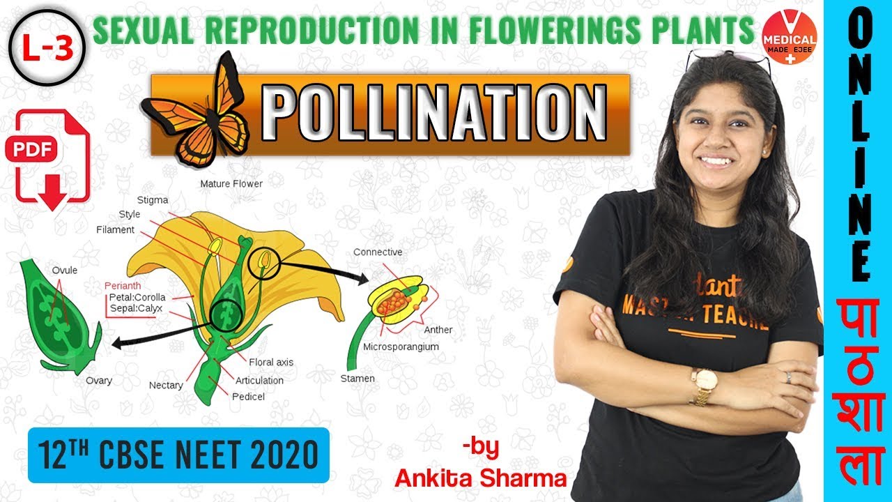 Pollination & Agents | Sexual Reproduction in Flowering Plants|Class 12 ...