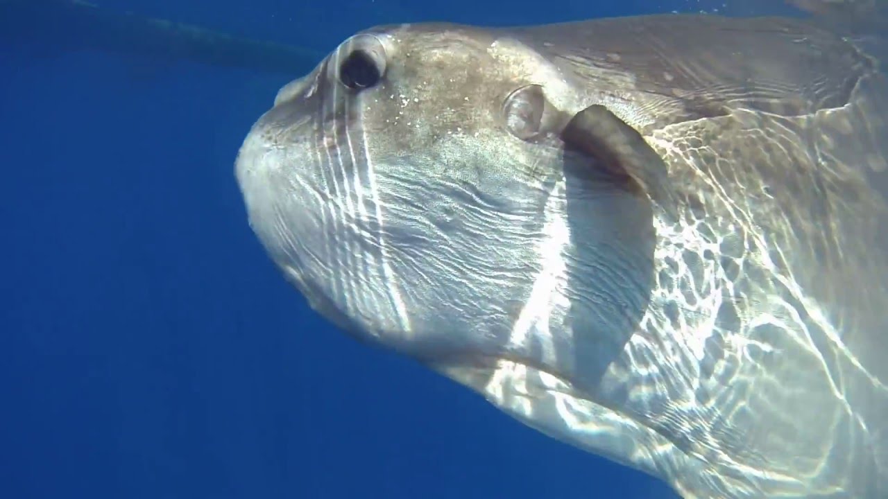 poisson lune ( Mole ) a Bejaia Algérie algeria - YouTube