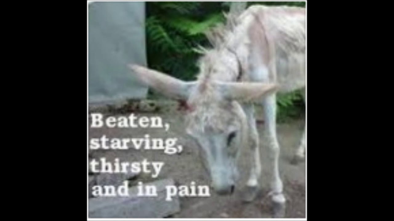 Birkknut - Starving Donkey - YouTube