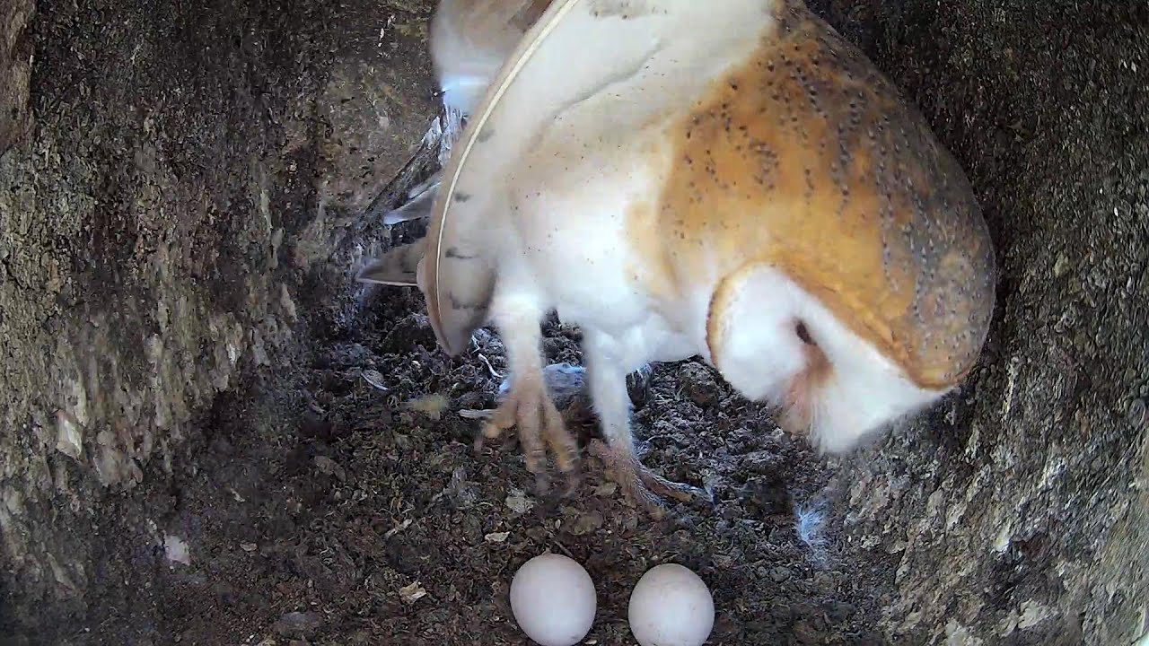 Barn Owl Willow Lays a Second Egg | Willow & Ghost | Robert E Fuller ...