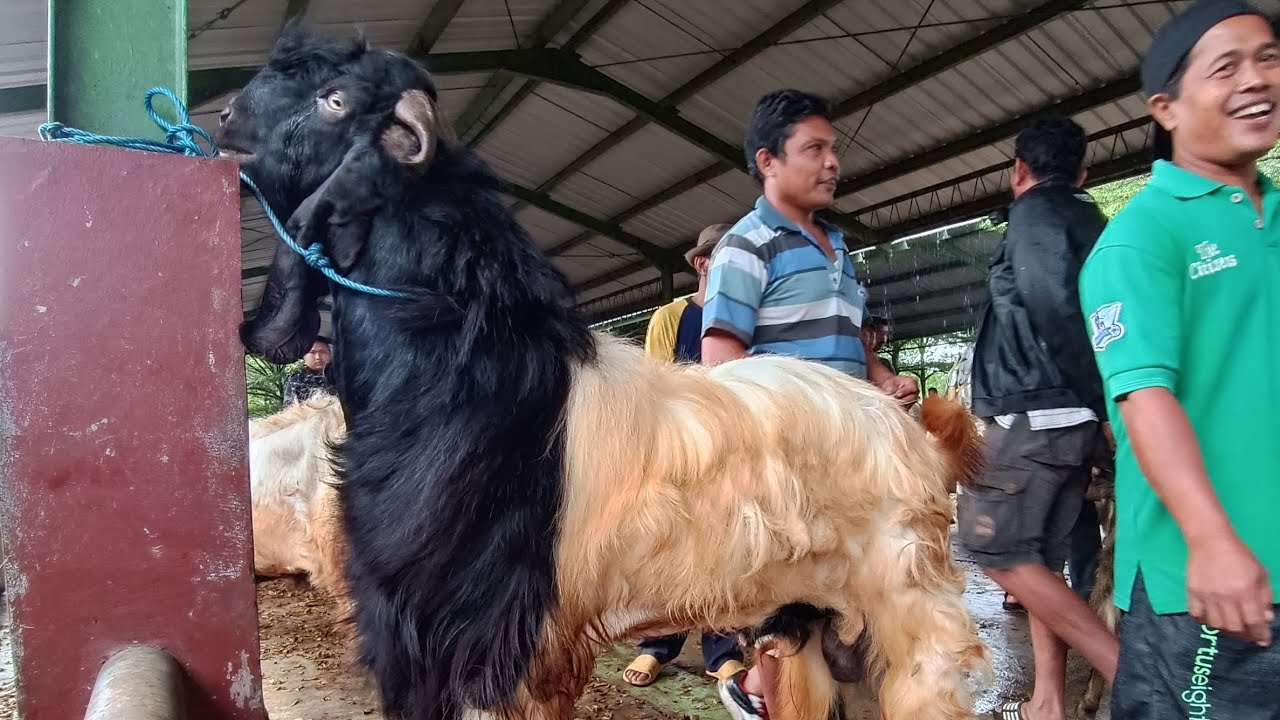 KAMBING RAKSASA SEBESAR PEDET ( ANAK SAPI ) MASUK PASAR - YouTube