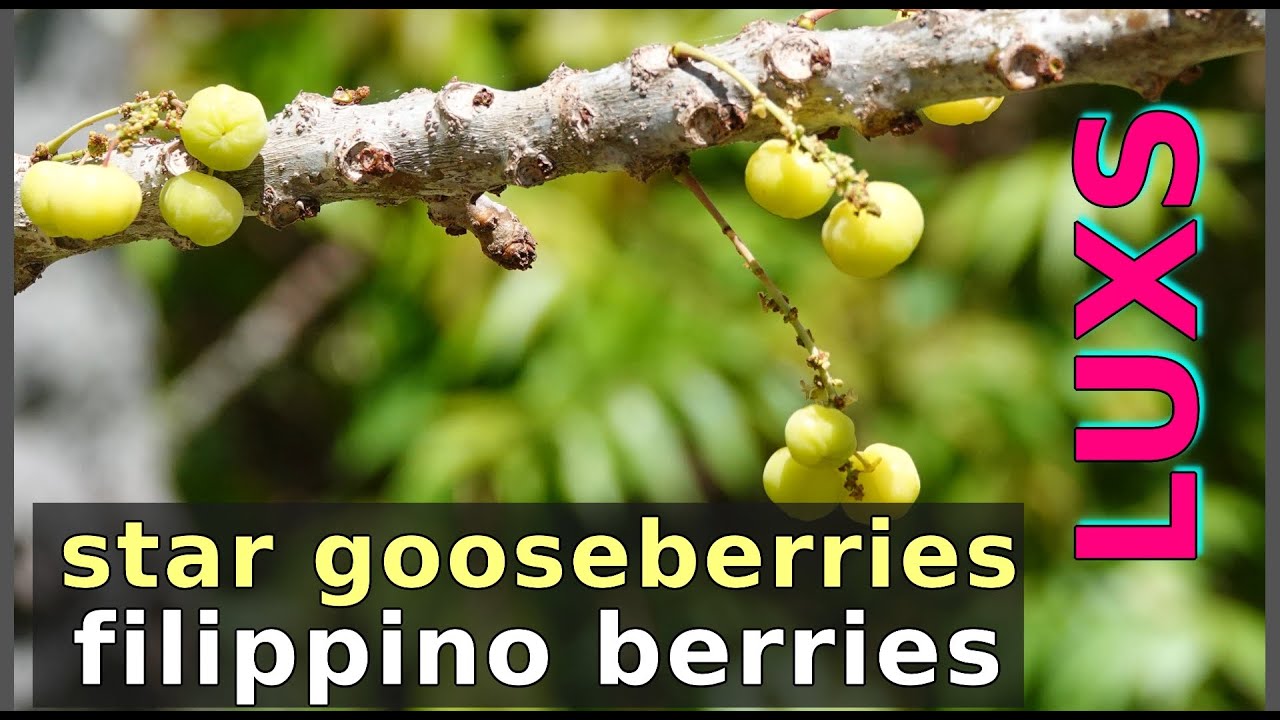 Star gooseberries in the Philippines - YouTube