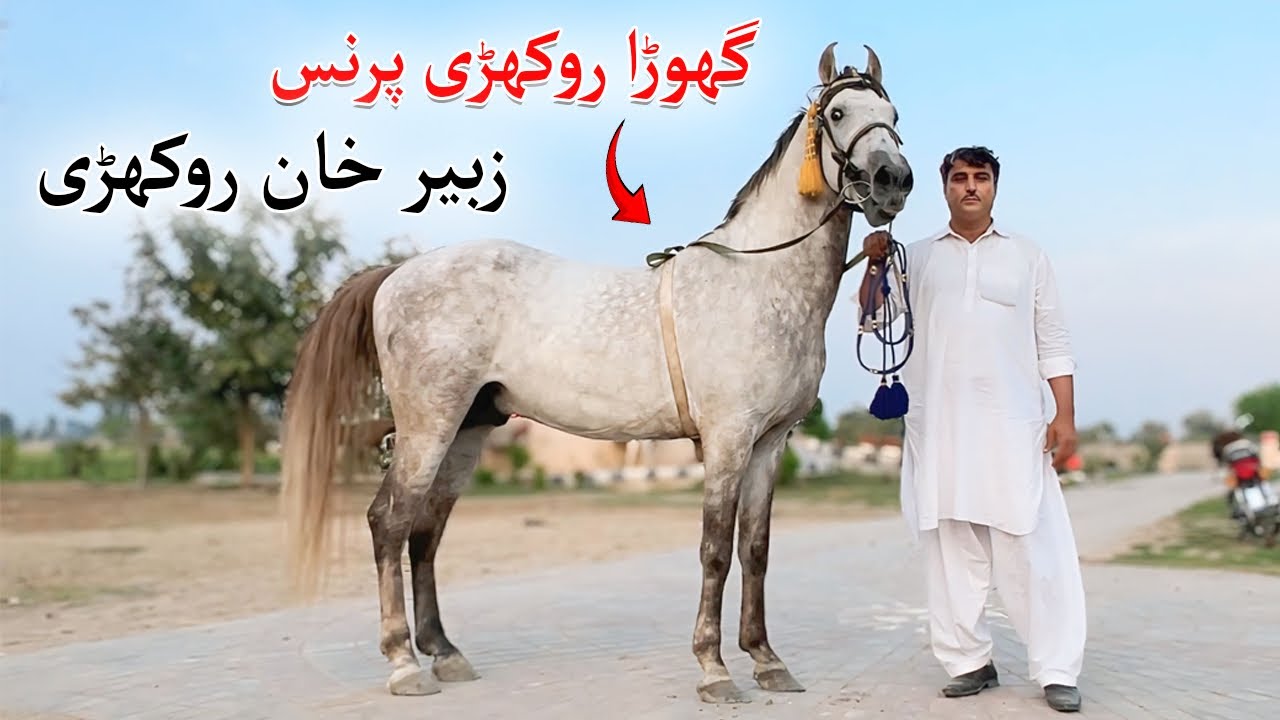 Beautiful Stallion in Mianwali | Ghora Rokhri Prince - YouTube