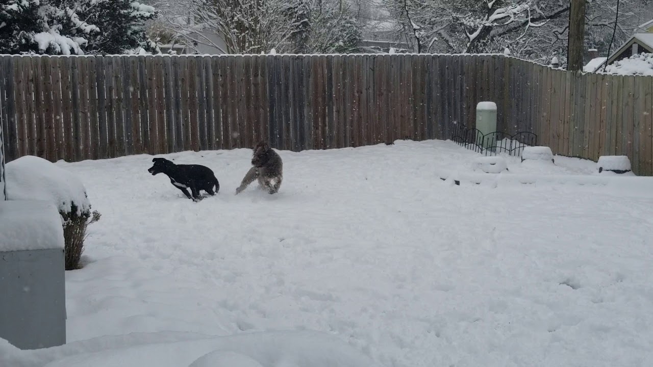 Ryder's first snow! - YouTube