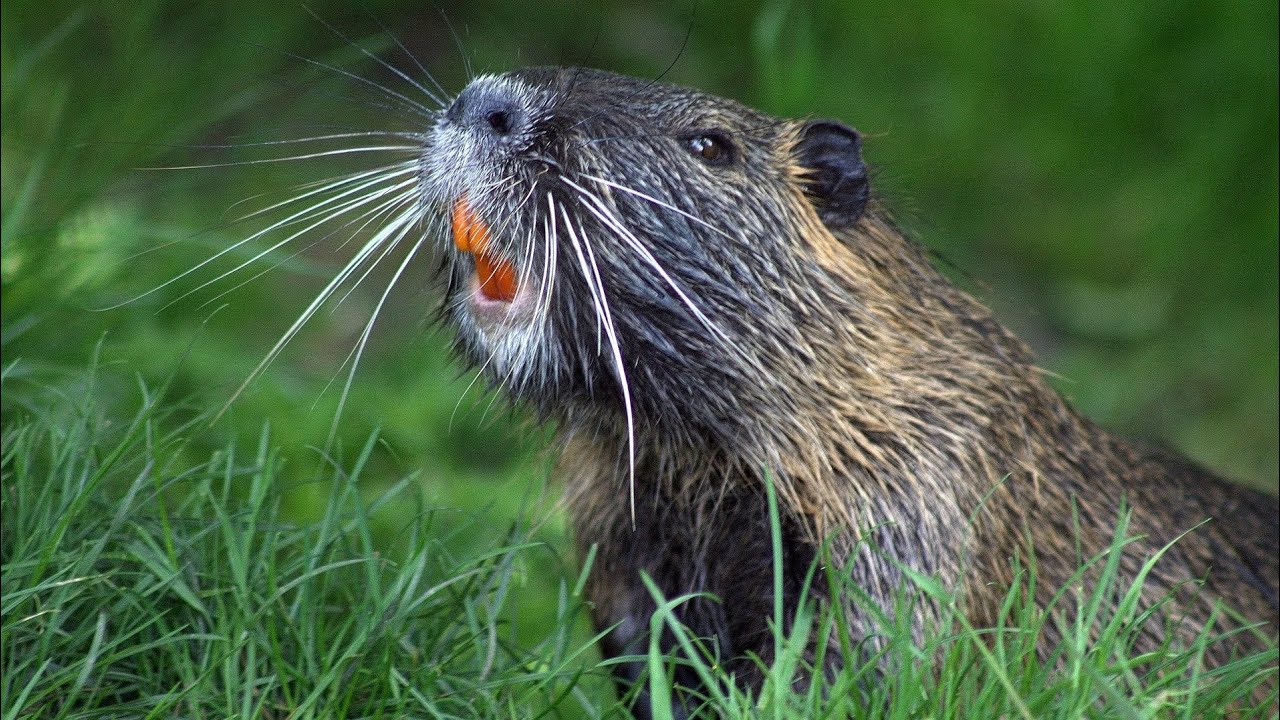 비버와 소리 Beaver and sound - YouTube