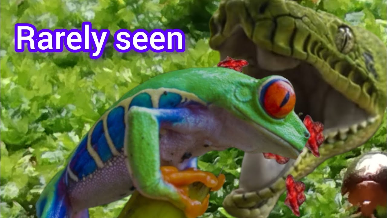 Sri Lanka cat snake ⛎🐍 eating a 🌲 frog 🐸/Boiga ceylonensis/Nidi mapila ...