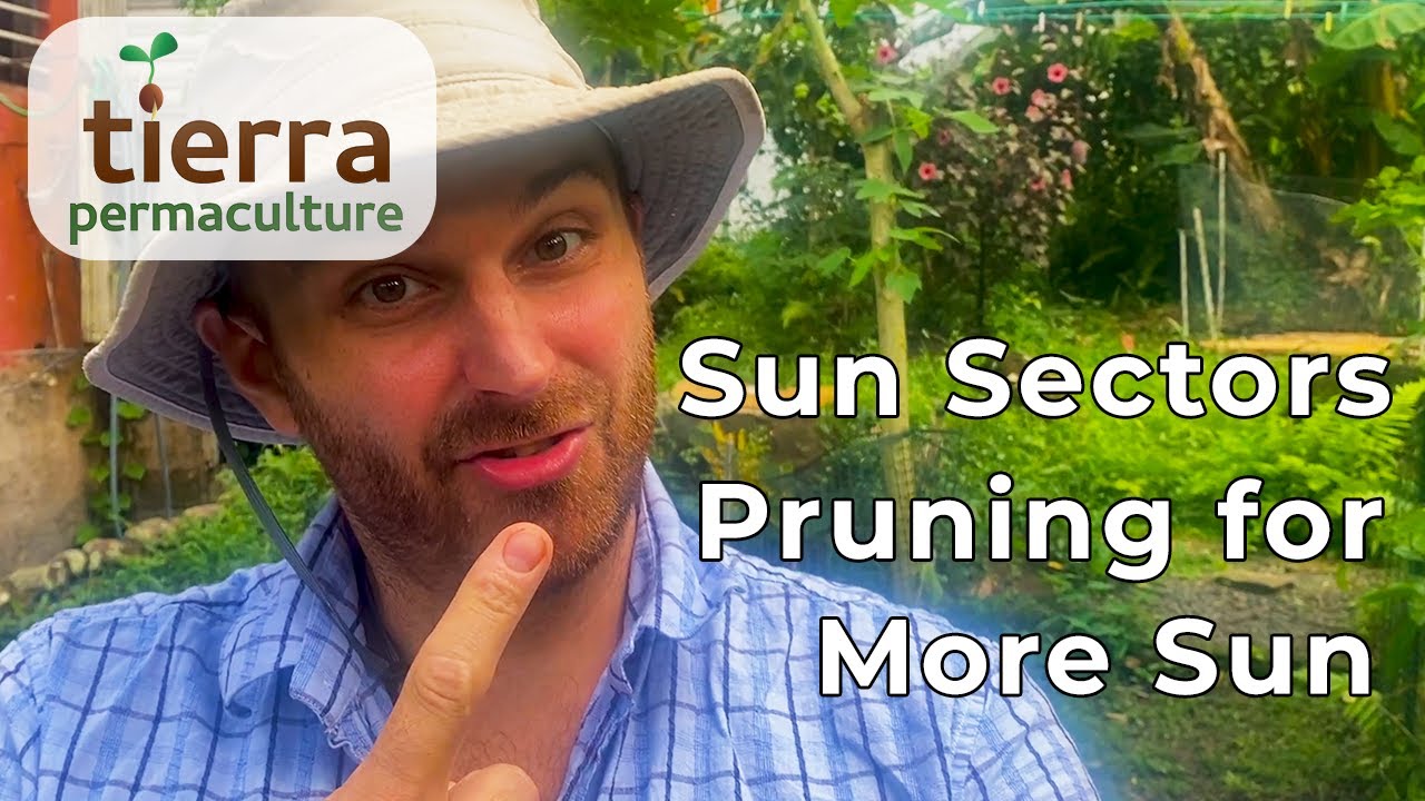 Sun Sectors | Pruning for more Sun | Tropical Permaculture Homestead ...
