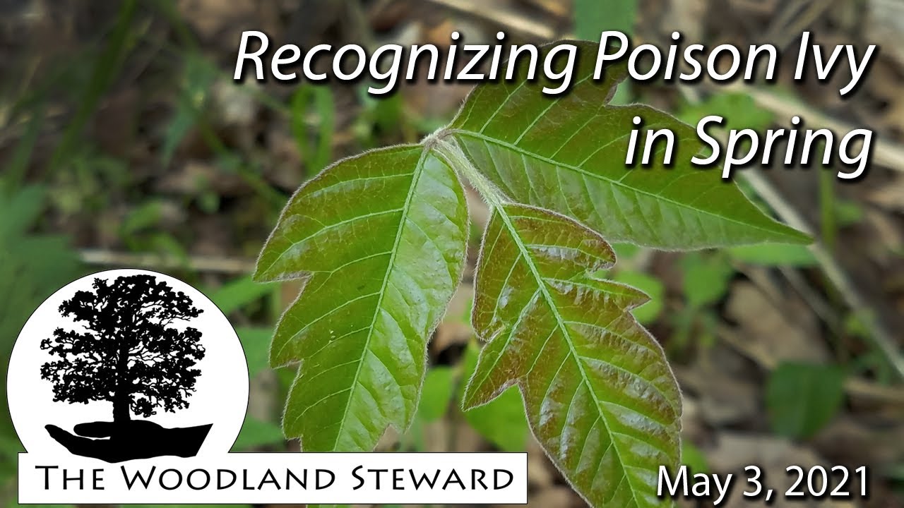 Poison Oak Plant Spring