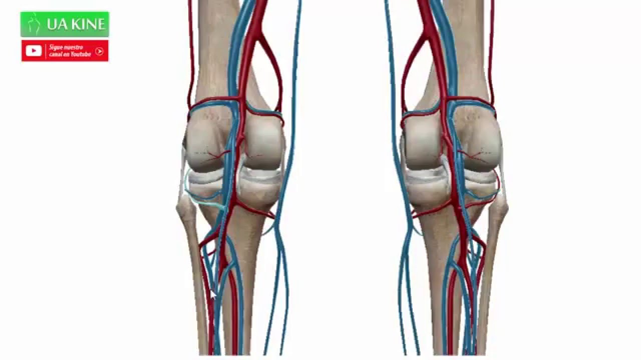 Anatomía Irrigación de la rodilla - YouTube