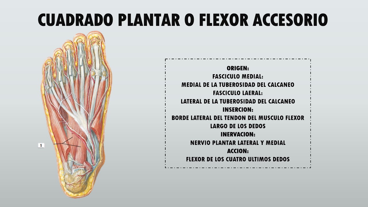 MUSCULOS DEL PIE - YouTube