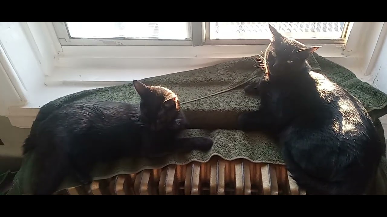 Cats give themselves away when they are vexed. Tail wagging says alot ...