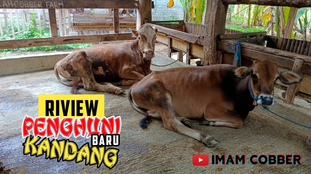 VLOG RIVIEW STOK BAKALAN SAPI JANTAN SIAPAN IDHUL ADHA 2025 part.3 🔥 - YouTube