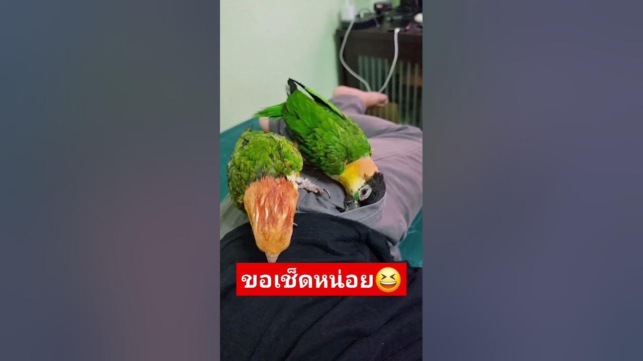 ไปห้องน้ำก็ตามไปเล่นก๊อกอ่างล้างมือ💦 สงสัยร้อน😄จะมุดเข้าเป๋าเกงไอ้2แสบ🤟