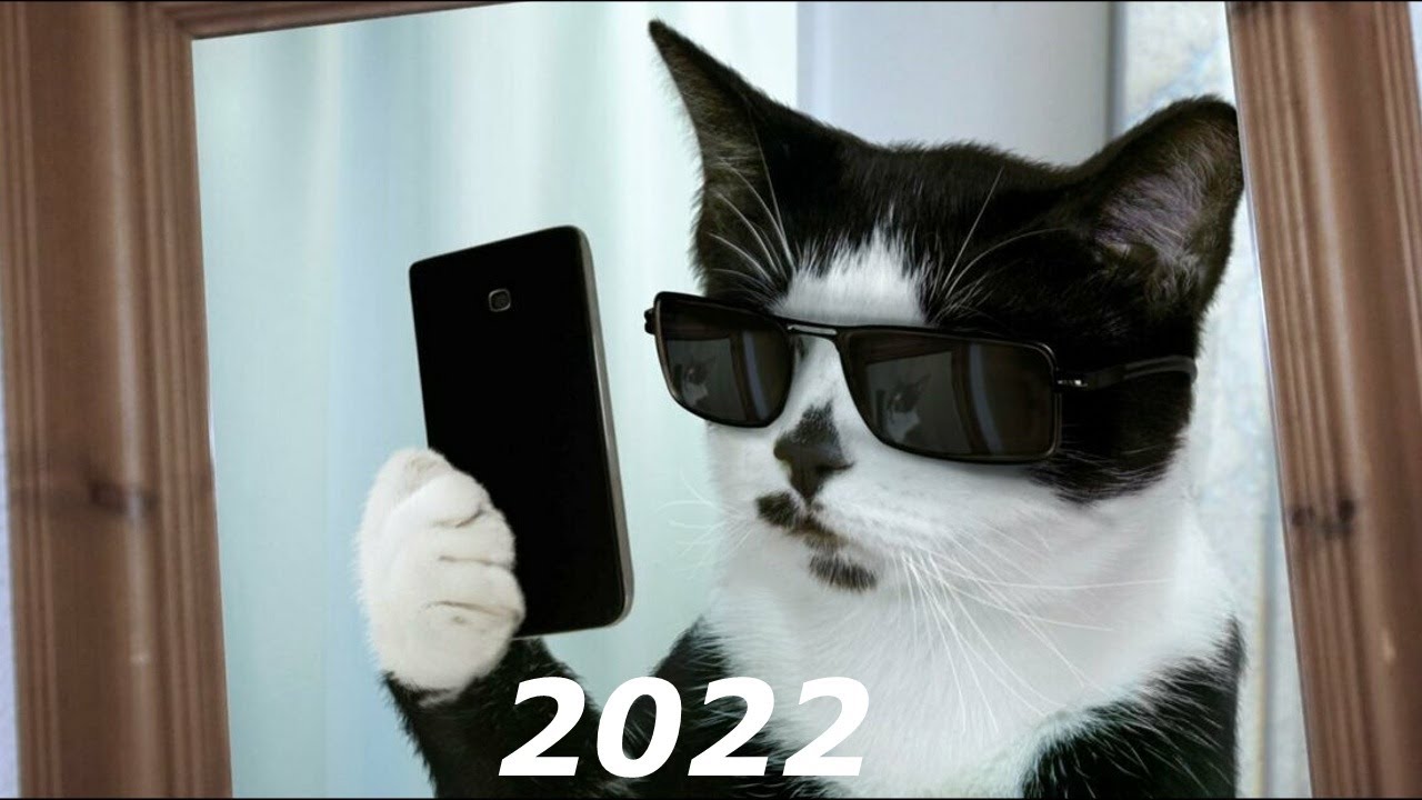 evolution of Maxwell the Cat - YouTube