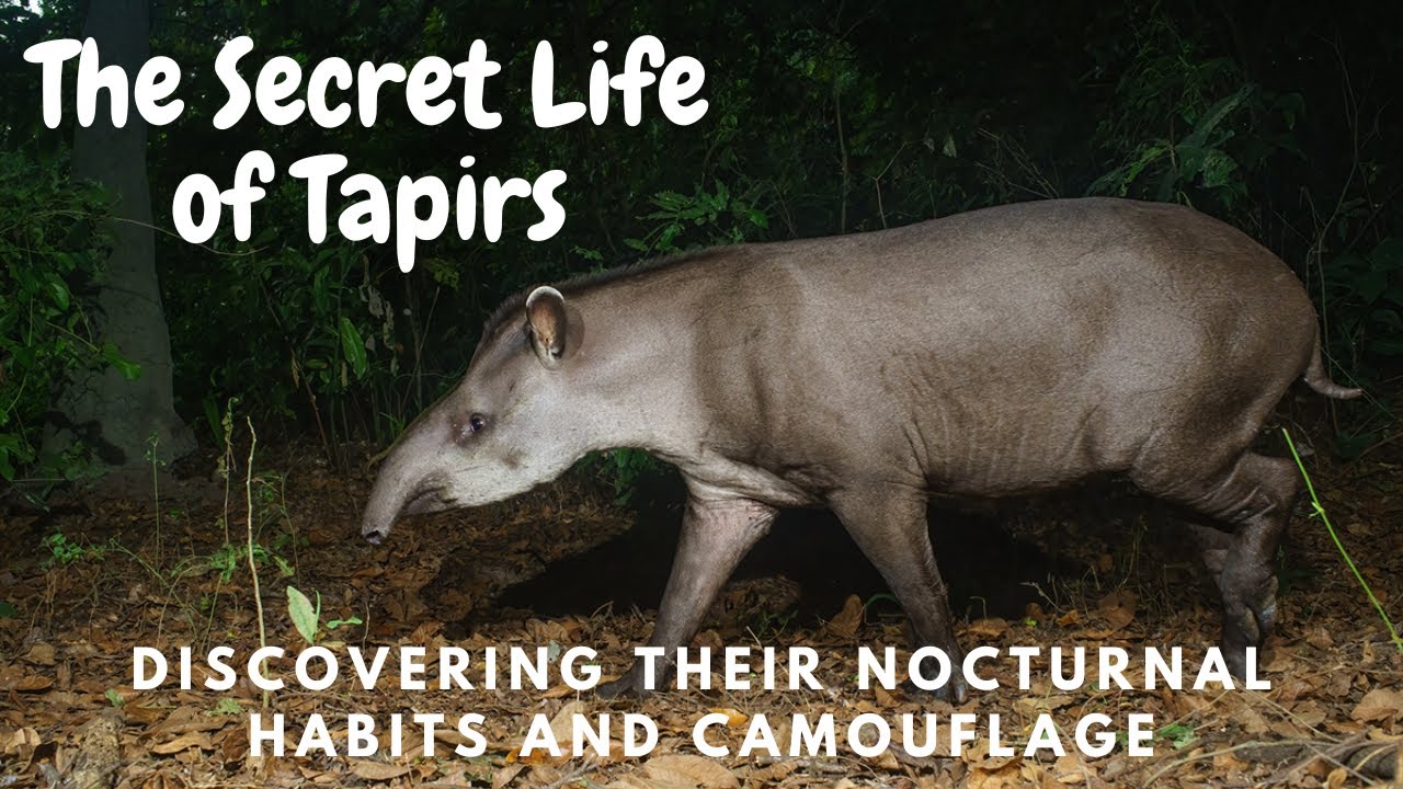 Animal tapiear | Wild tapirus | Wild tapiear | Tapirus | Tapir - YouTube