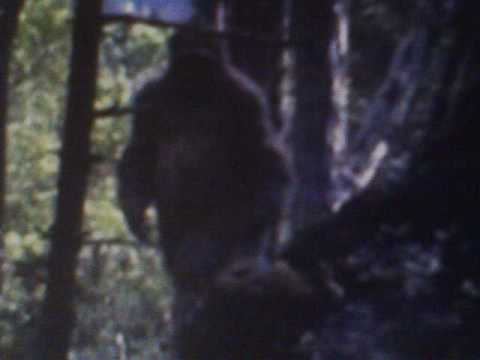 Do Bigfoot/Sasquatch come in different Shapes and Sizes - YouTube